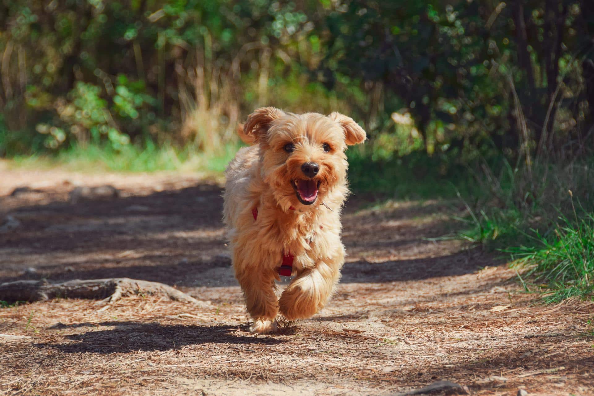 Que faire pour retrouver son chien perdu