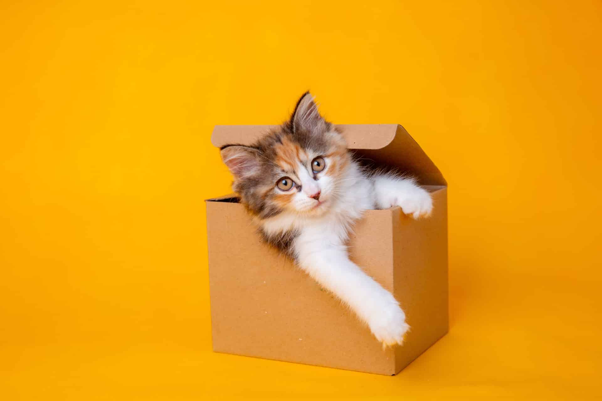 Comment avoir des clichés réussis de son animal de compagnie