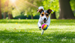 Le chien de The Mask : tout savoir sur le Jack Russell Terrier et ses ...