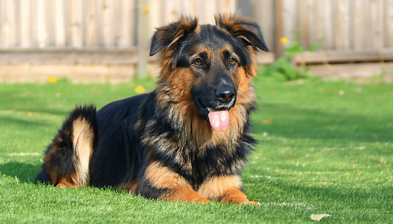 Berger Allemand Croise Border Collie