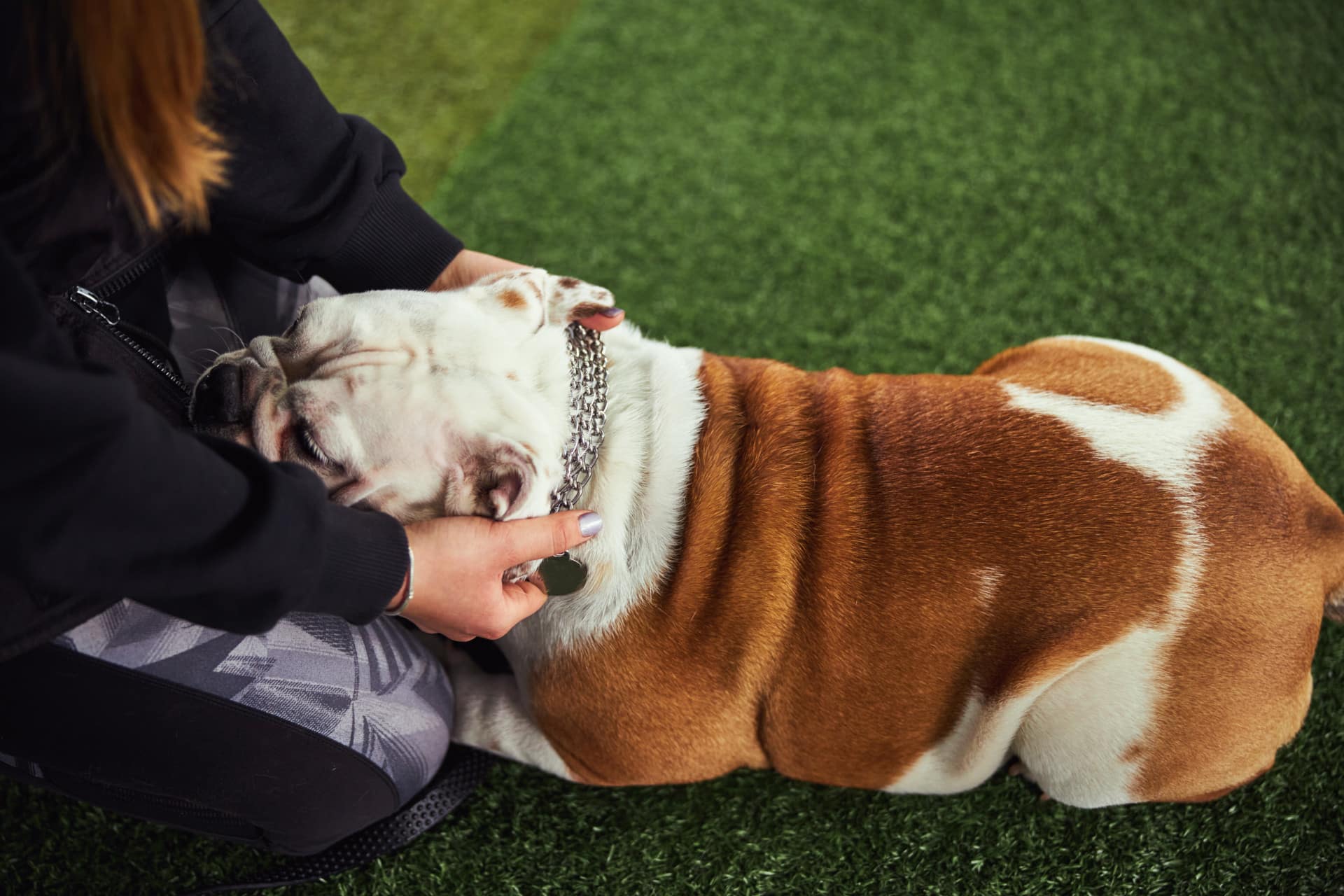 Élevage Bouledogue Anglais : Conseils pour choisir le chiot